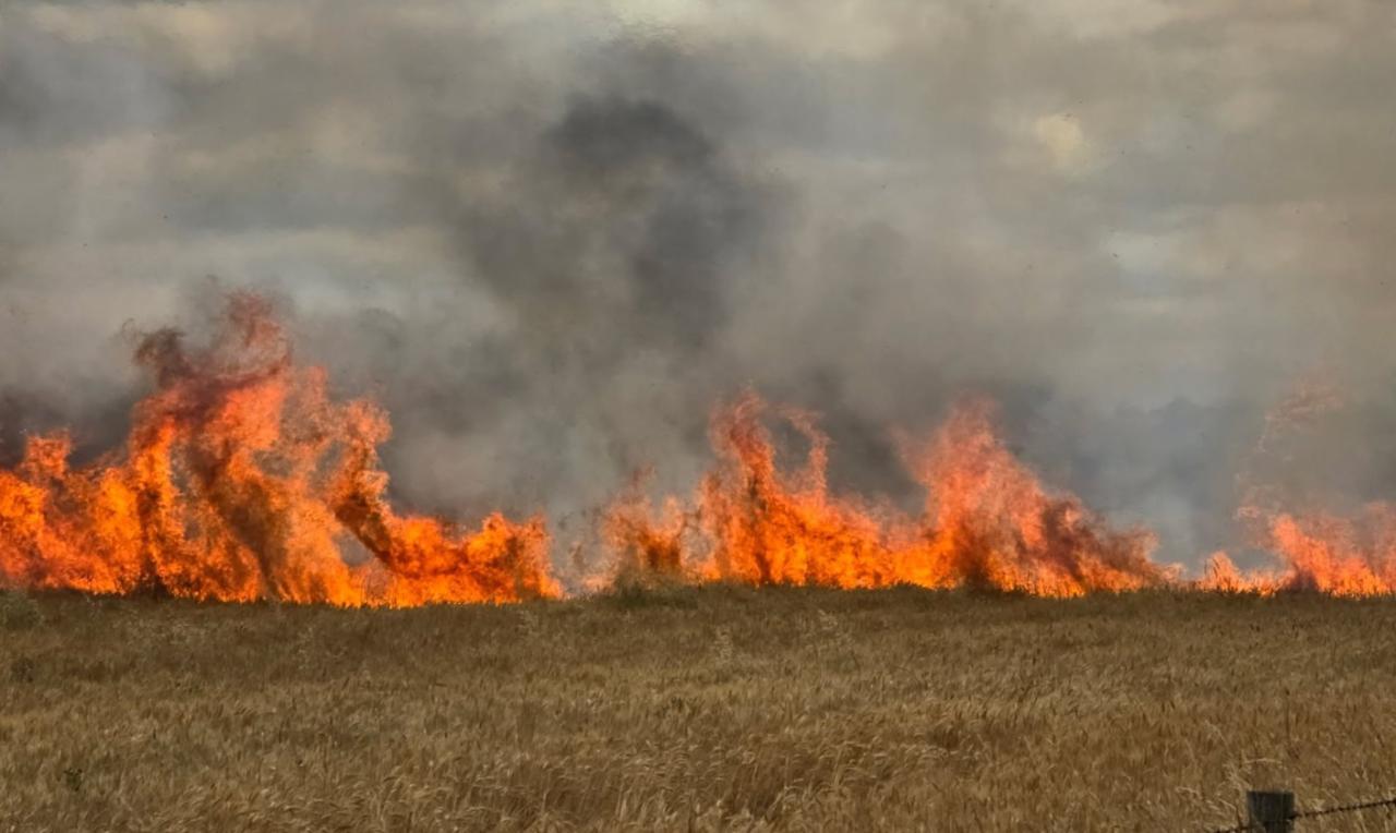 Wheat crop fire raises questions on volunteer compliance | Tasmanian ...